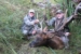 Elk Hunts - Silver Spur Outfitters